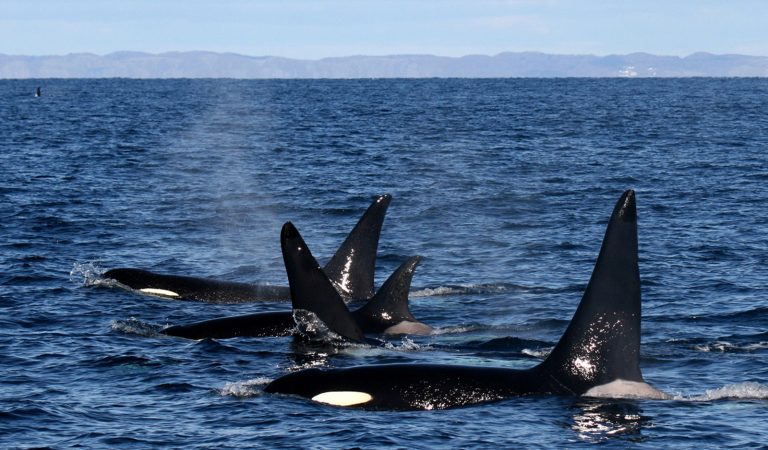 Mysterious orcas of Japan - ORCAZINE