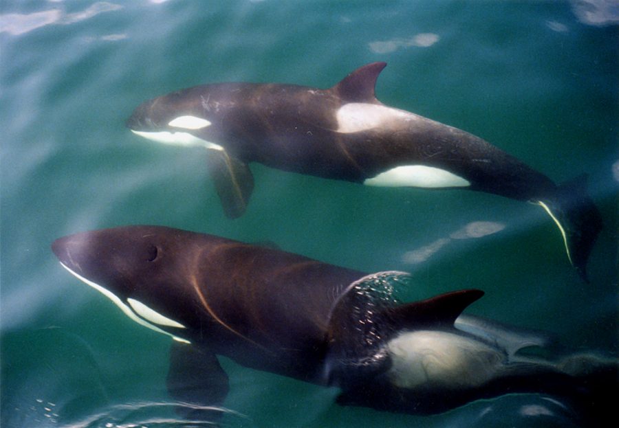 Mysterious orcas of Japan - ORCAZINE